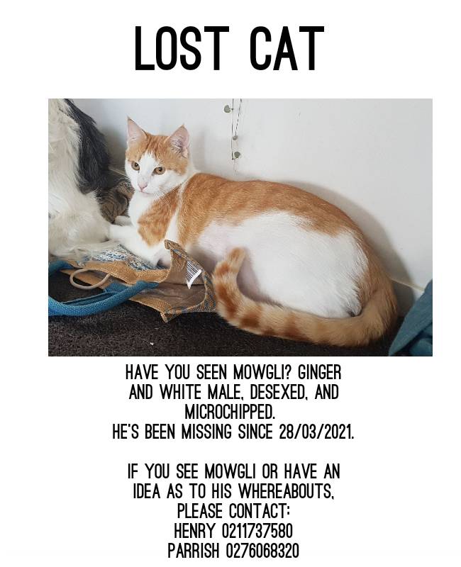 Lost Male Cat, N/A, White/Ginger » Companion Animal Register