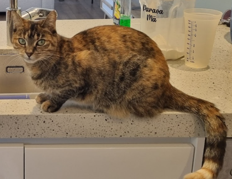Lost Female Cat, Domestic Short Hair (DSH), Tabby and Tortoiseshell ...