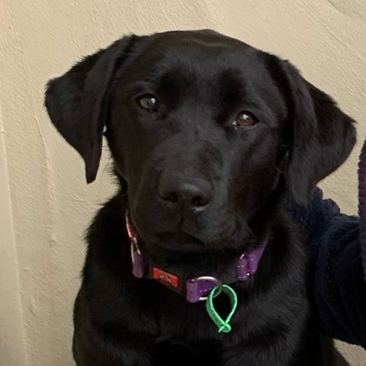 Lost Female Dog, Labrador Retriever, Black » Companion Animal Register