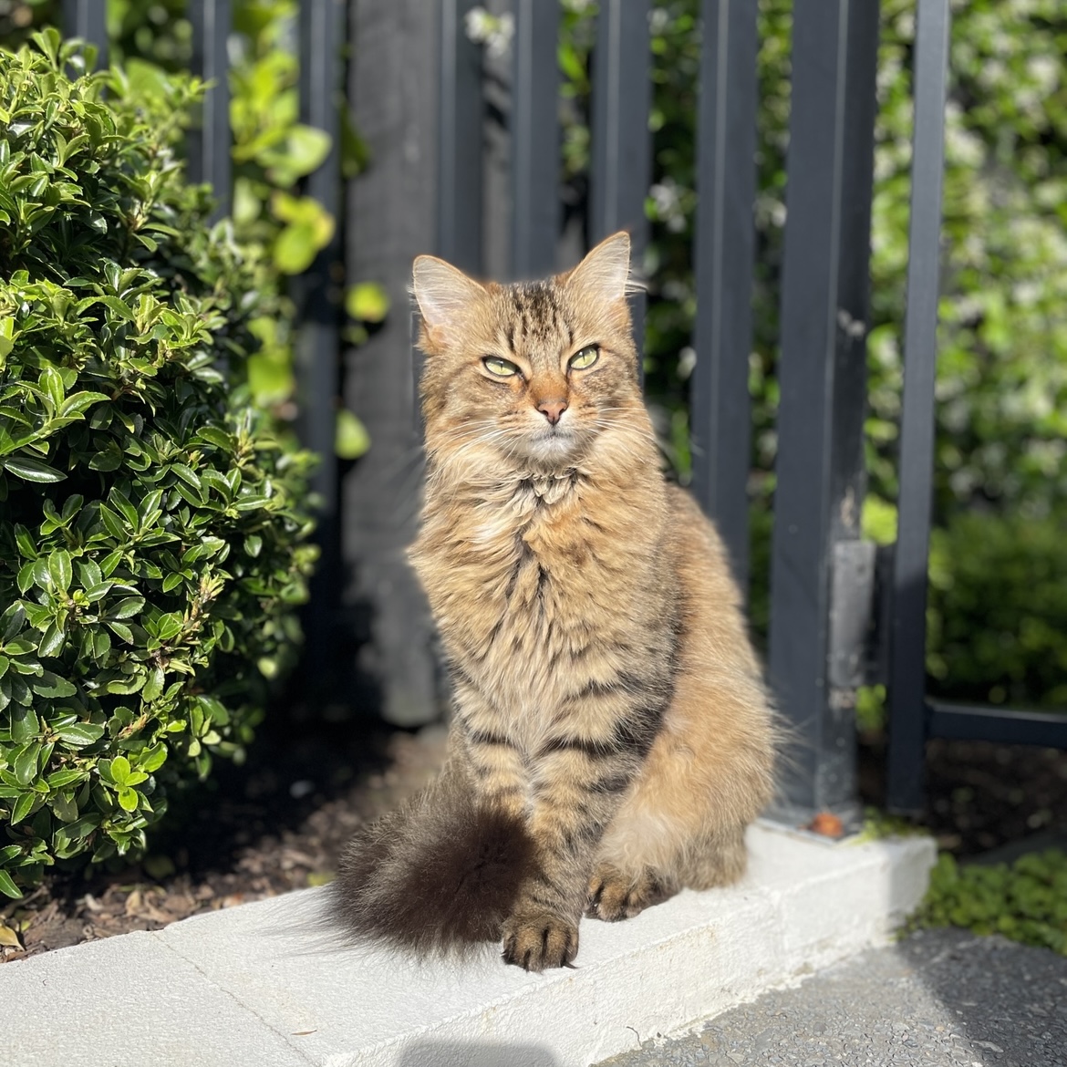 Lost Female Cat, Domestic Medium Hair (DMH), Tabby » Companion Animal ...