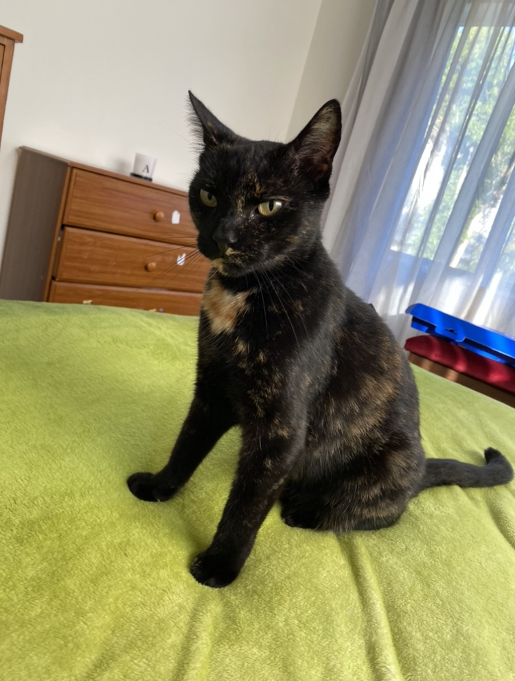 Lost Female Cat, Domestic Short Hair (DSH), Tortoiseshell and Black ...
