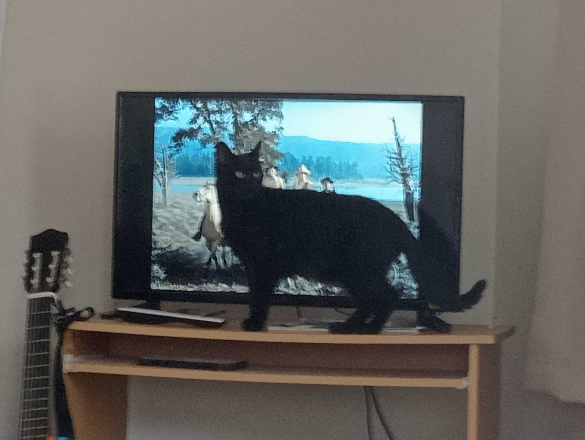 Lost Female Cat, Domestic Short Hair (DSH), Black » Companion Animal ...