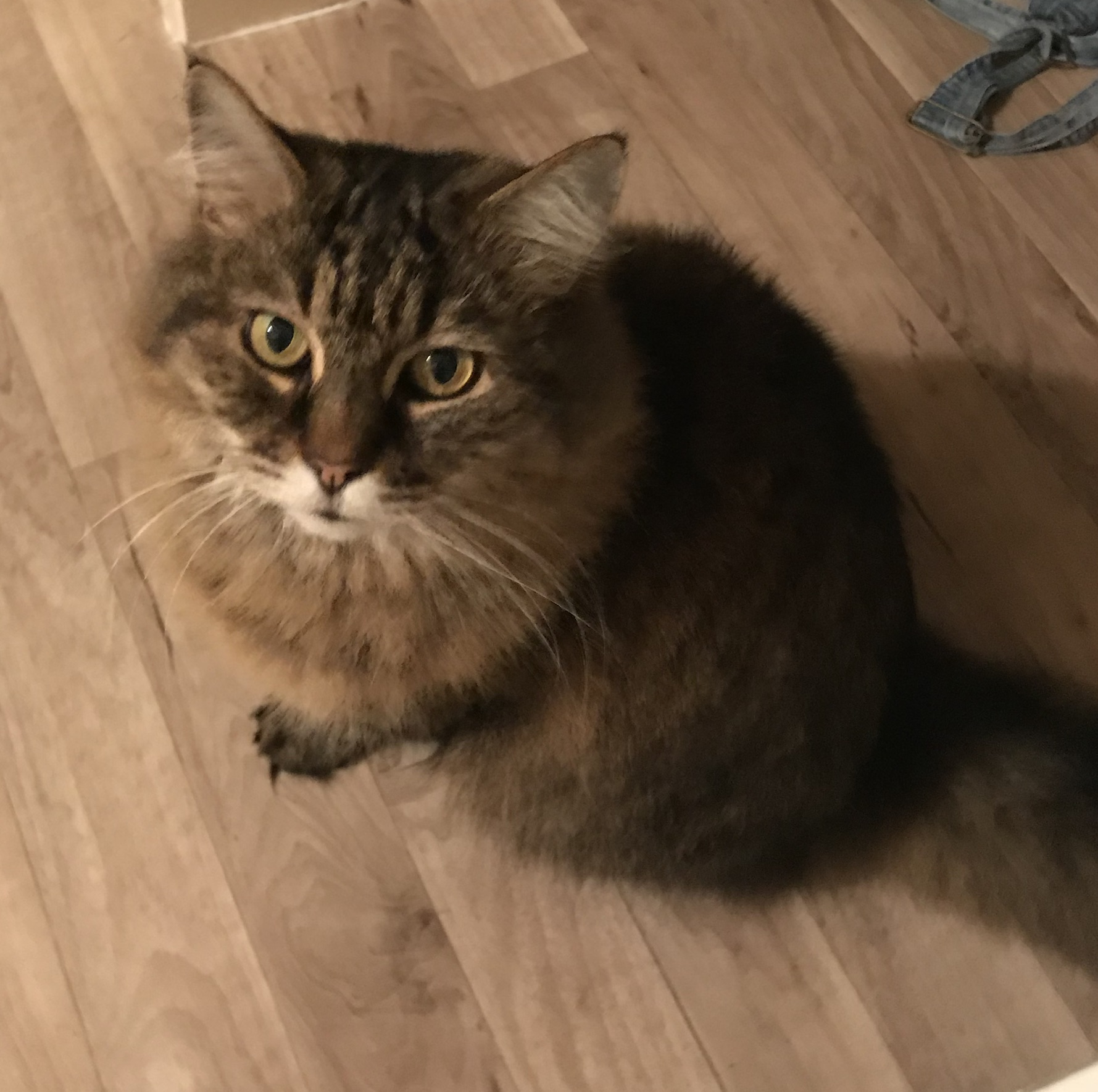 Lost Male Cat, Domestic Medium Hair (DMH), Tabby » Companion Animal ...