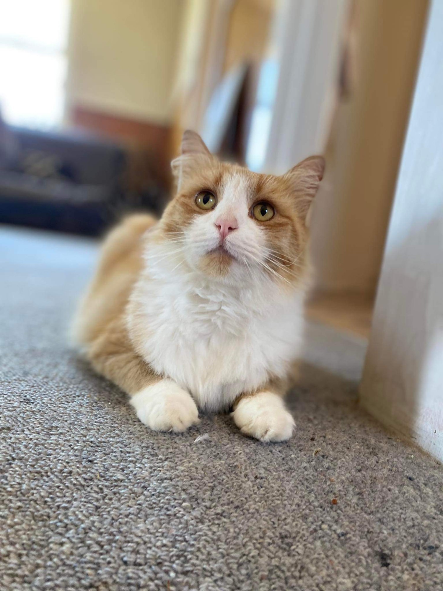 Lost Male Cat, Domestic Long Hair (DLH), Ginger & White » Companion ...