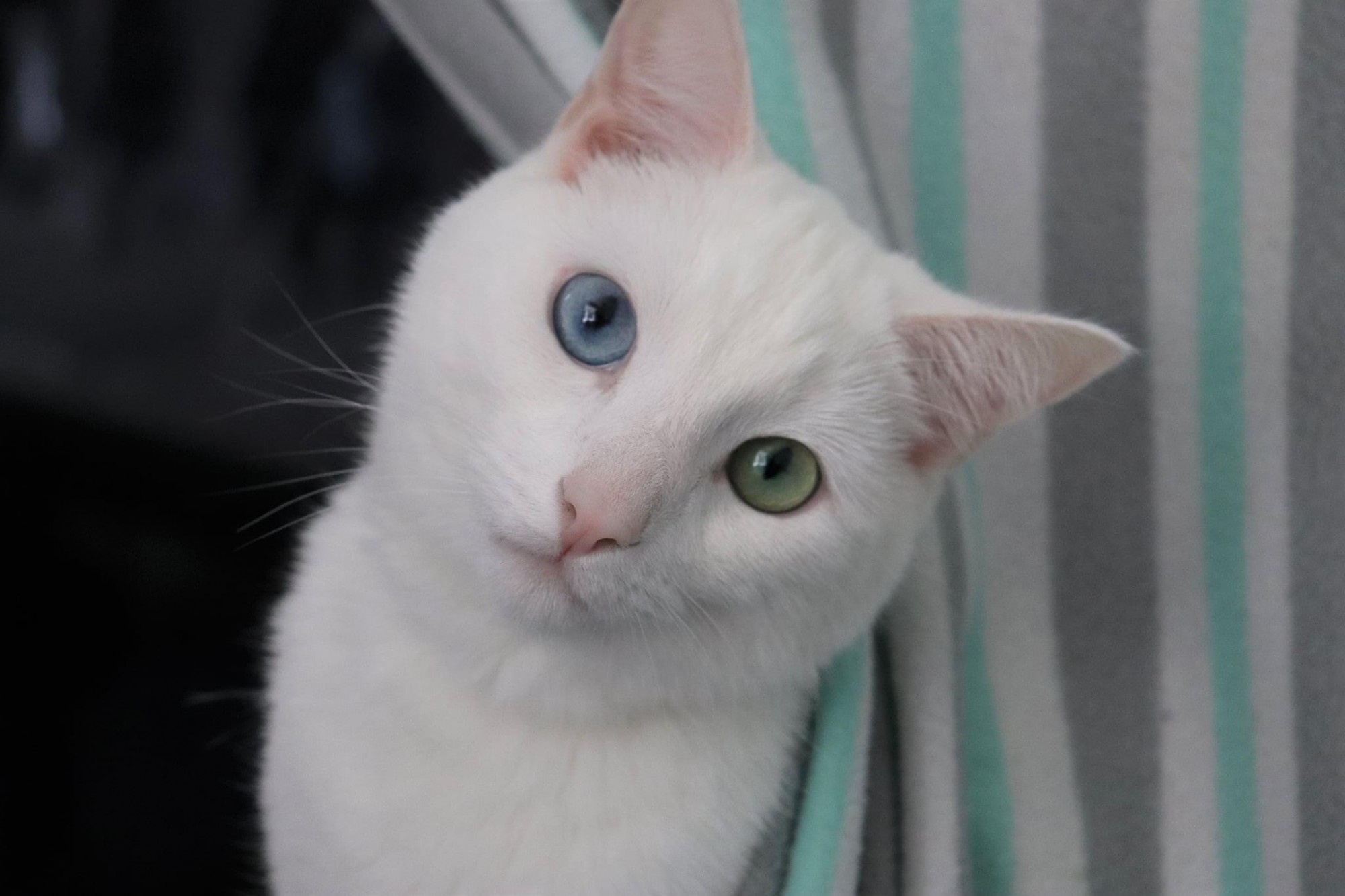 Lost Male Cat, Domestic Short Hair (DSH), White » Companion Animal Register